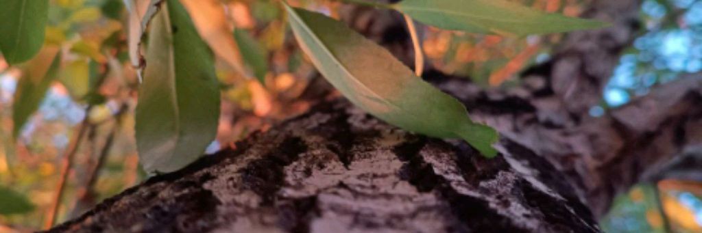 Тауриэль Арт