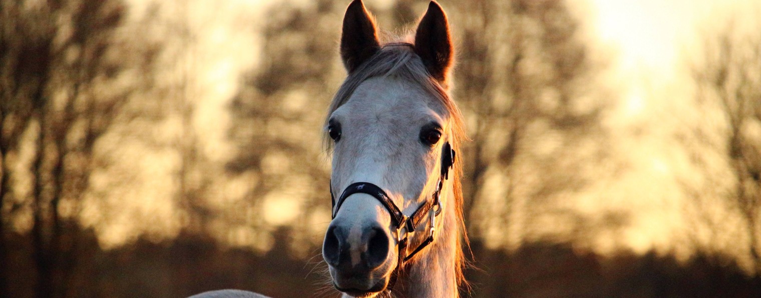 Конный Влог