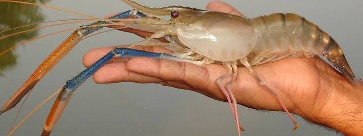 Креветка  Ставрополья.