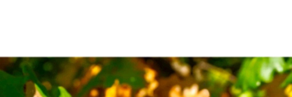 Жёлудь хвалёный