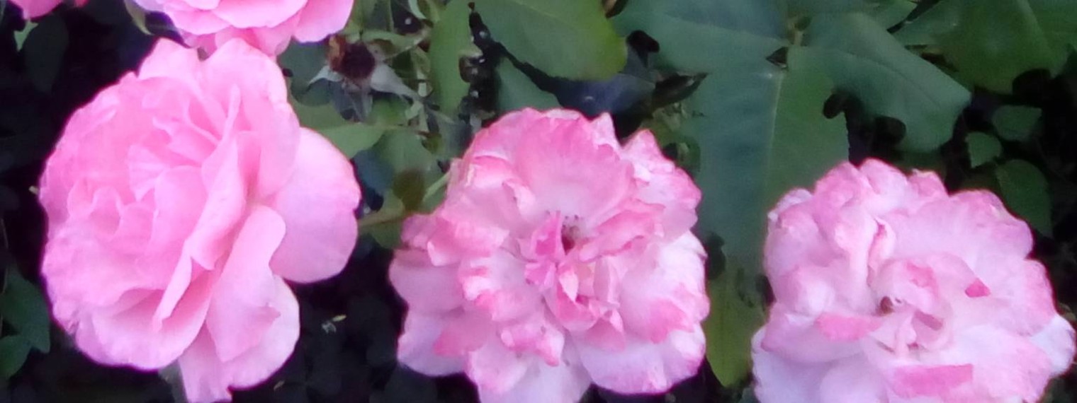 Позитив для души и поздравления