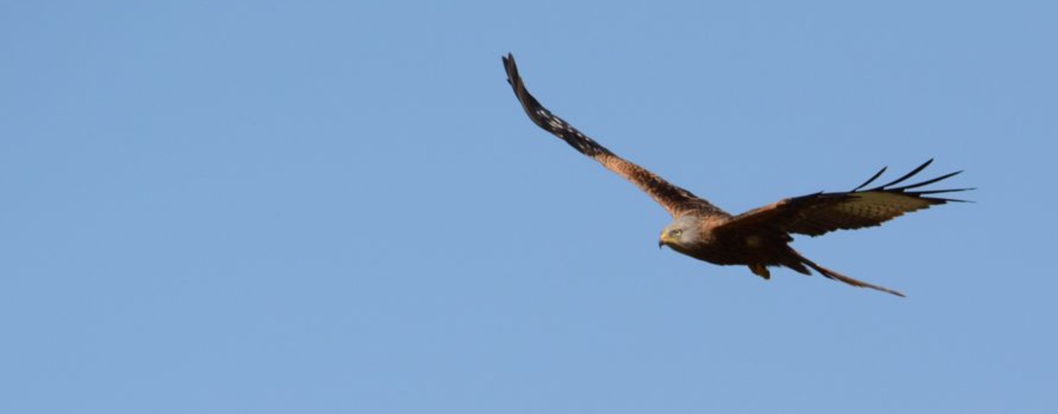 Василий Шевелилкин