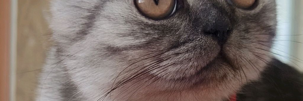 Шотландская вислоухая и Наши Будни