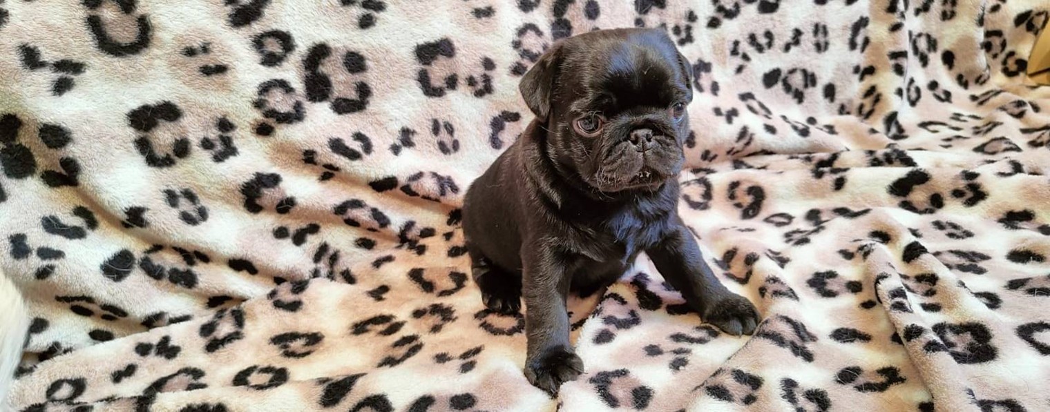 Мопс Щенки Челябинск