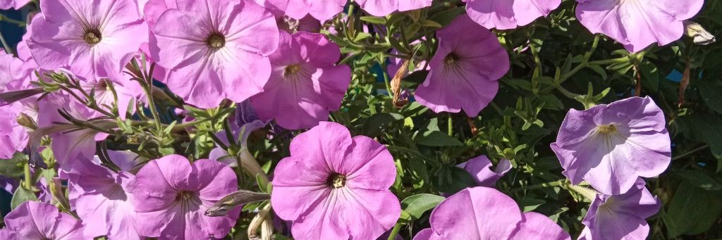 Игра на шестиструнной балалайке.