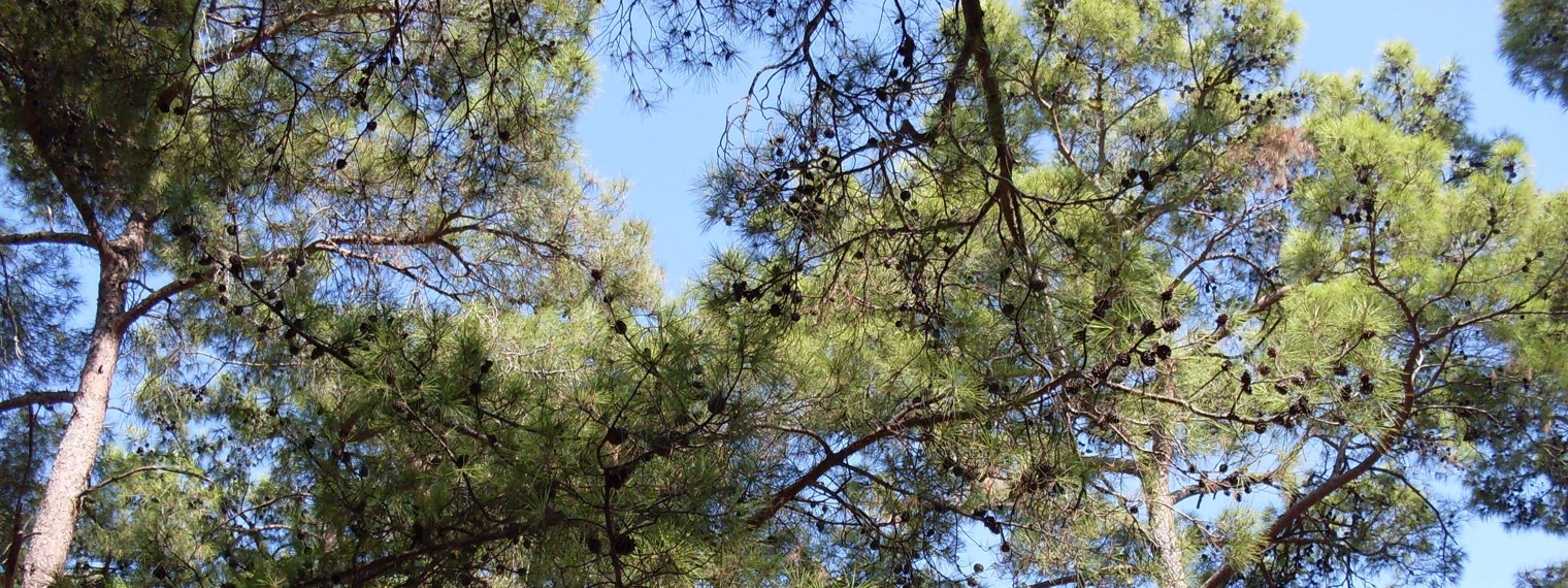 Ровные петельки