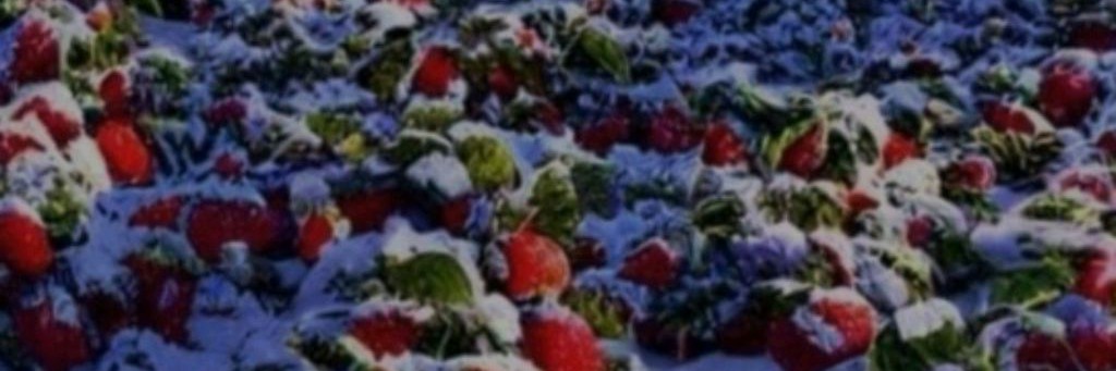 Рязанская ягода