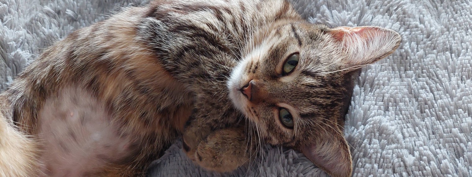 Четыре лапы и хвост