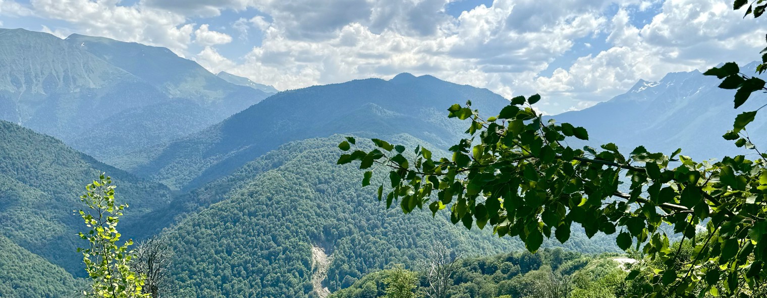 Натали Макколи