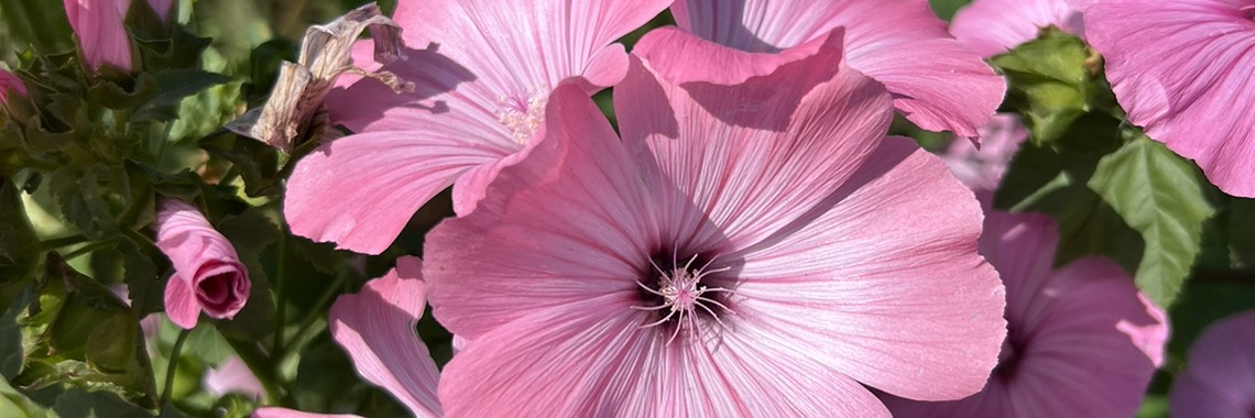 Приют для собак «Поводог», Абакан