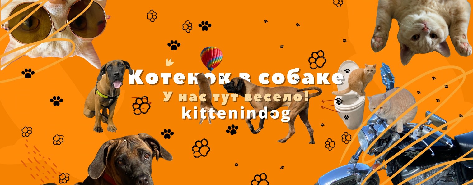 kittenindog