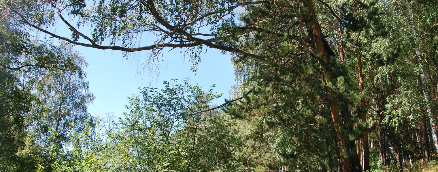 channel30266549  Лесная лунь.