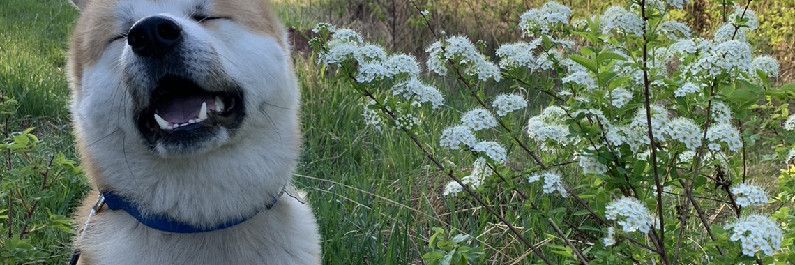 Альбина и Акита по кличке Арчи