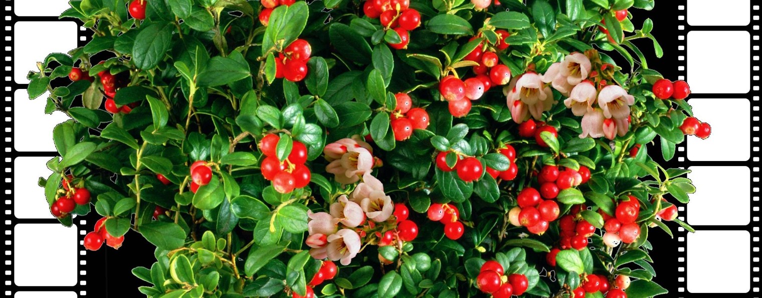 Брусника Пикчерз