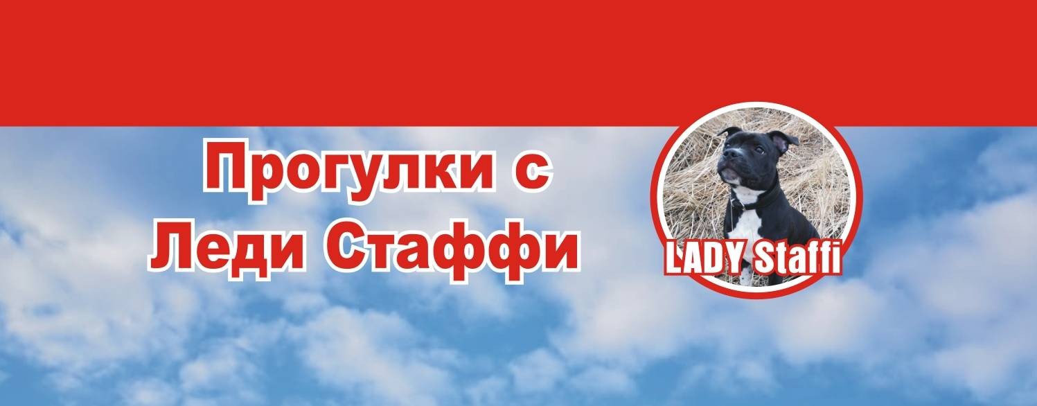 Прогулки с Леди Стаффи