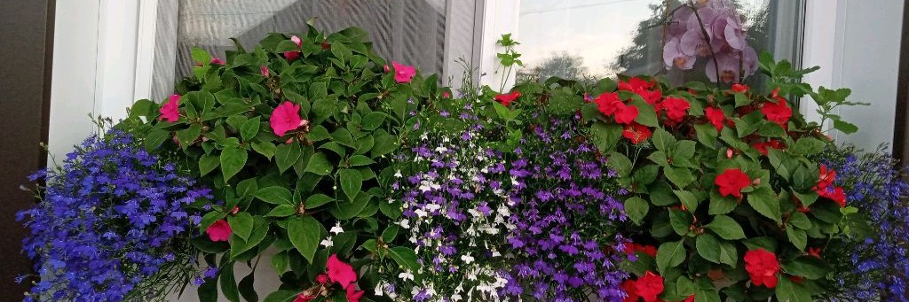 САД В ЦВЕТАХ