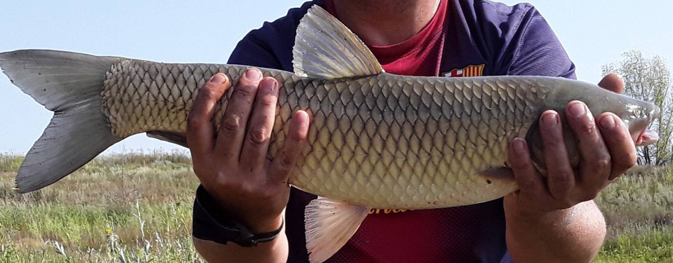 CARP BRODAYGA