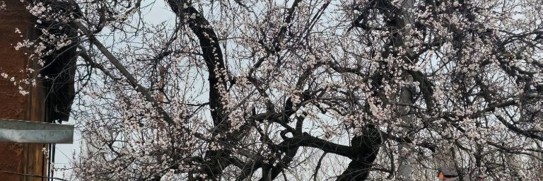 Тренер Хапаев.