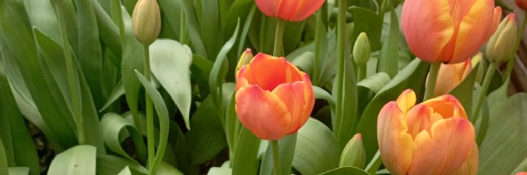 Кулинарим с Анной