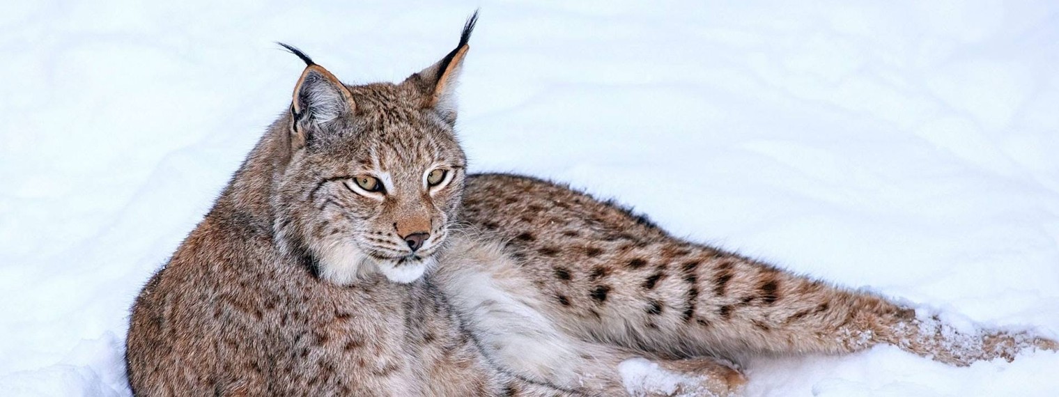 Евгений Шульга