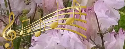 Цветы и музыка