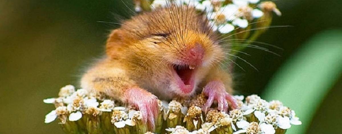 Забавное и смешное