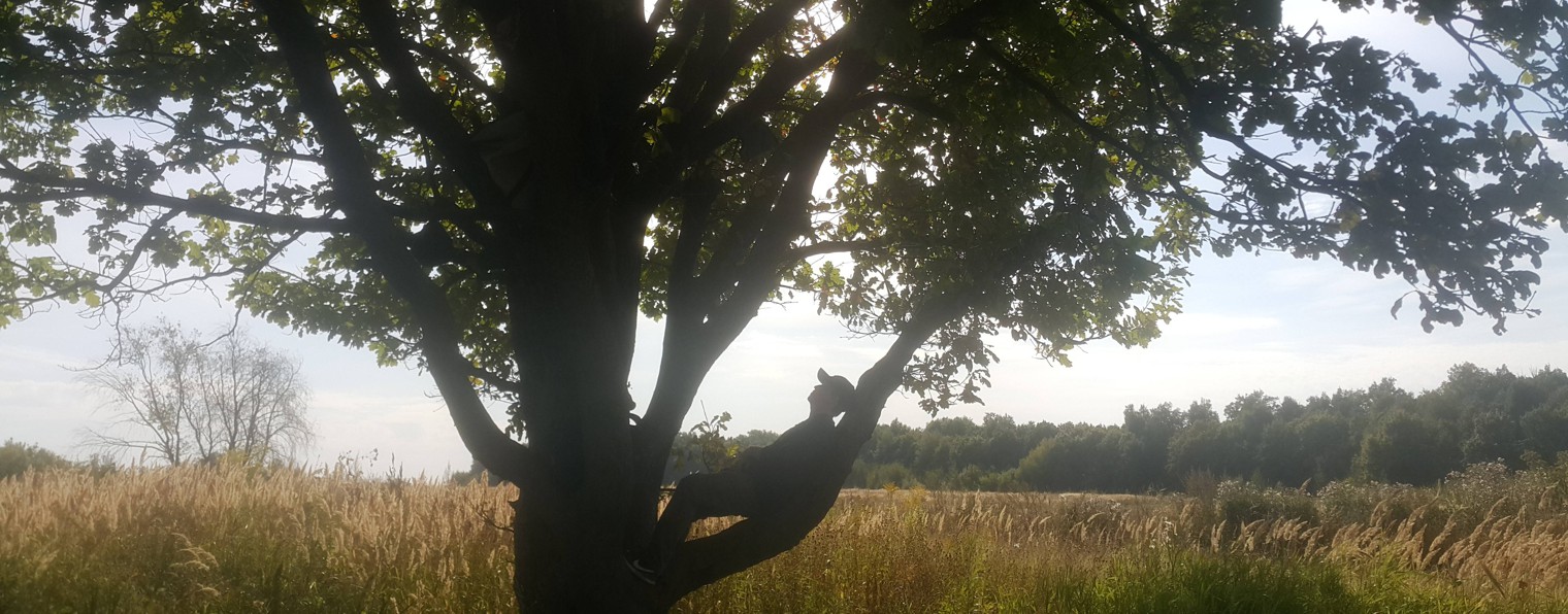 Лорд Бродяга