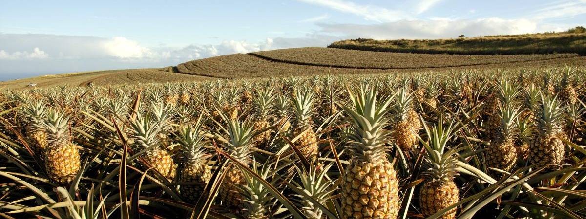 VIP pineapple
