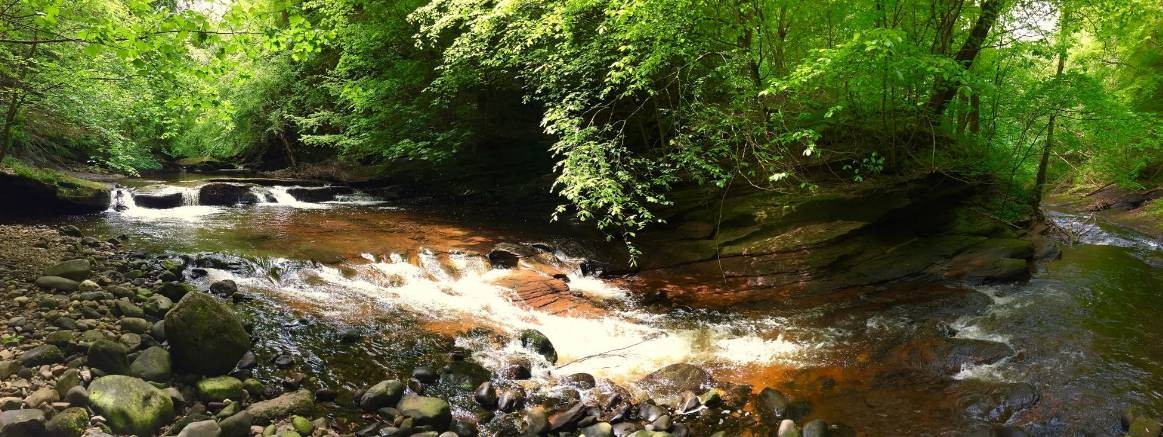 Валери Ворон