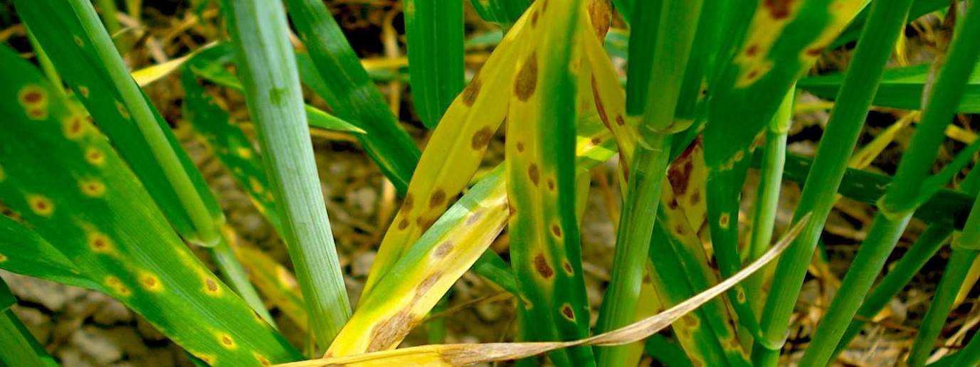 СПРОСИ ФИТОПАТОЛОГА