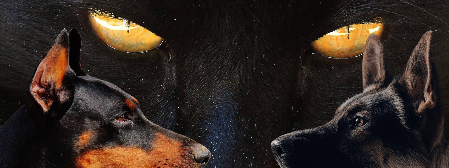 В мире питомцев