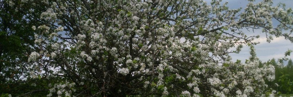 СаМаВаЛиКс