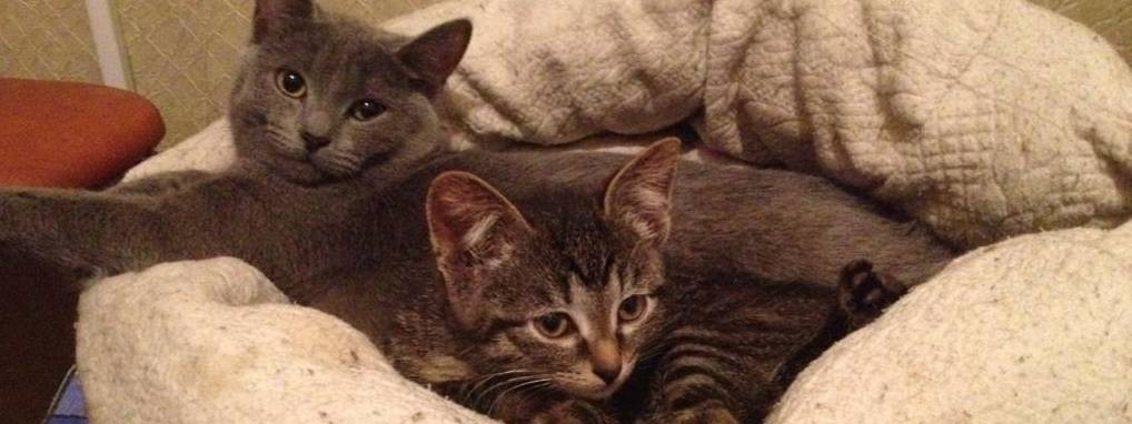 Семья кошачих