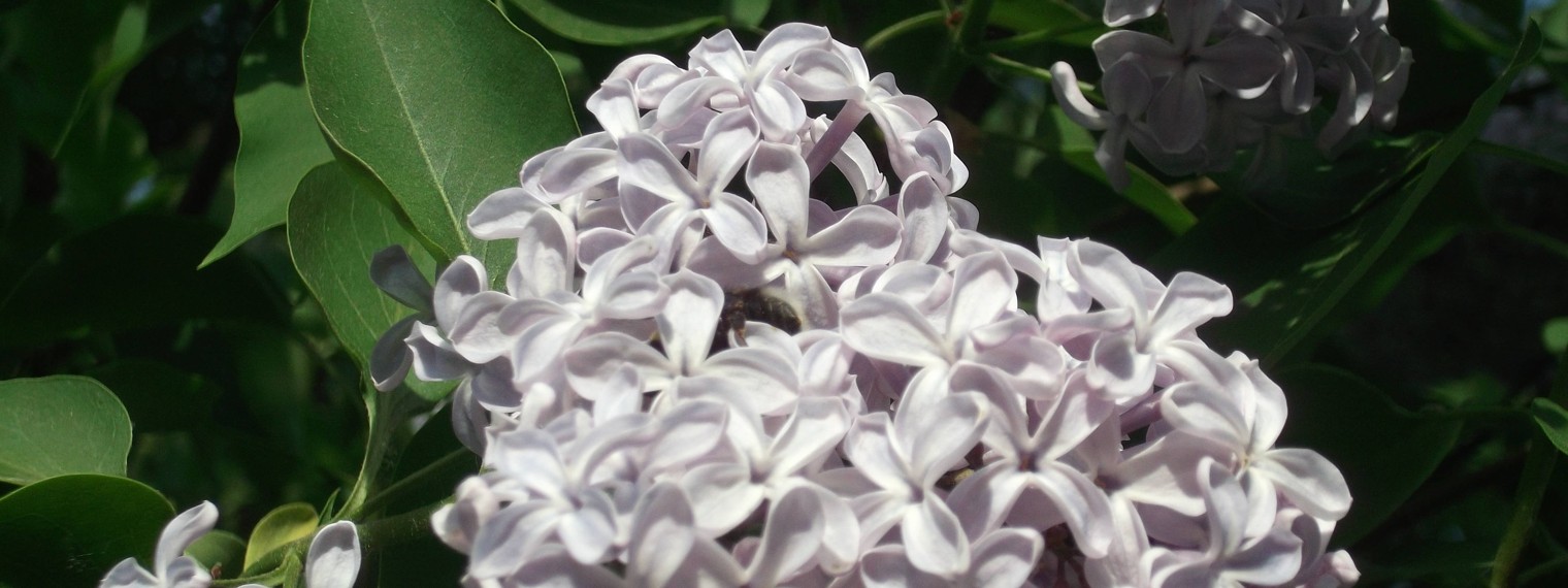 Здравствуй, деревня