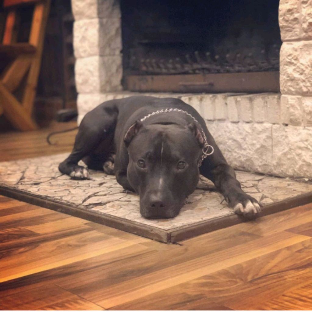 ПитбульГраф