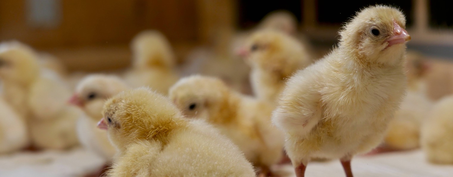 КОКОВАН KOKOVAN