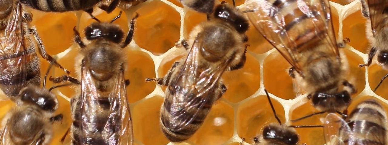 ПЧЕЛОВОДСТВО БЕЛОПРУДСКОЕ