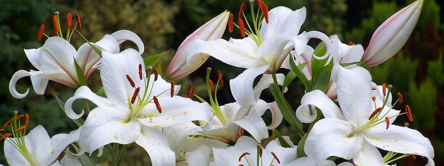 Домашние дела Ираида Кришталенко