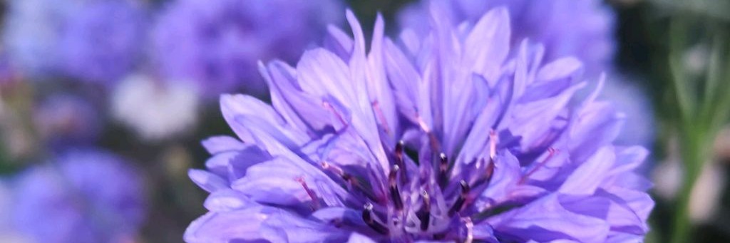 Всё обо всём