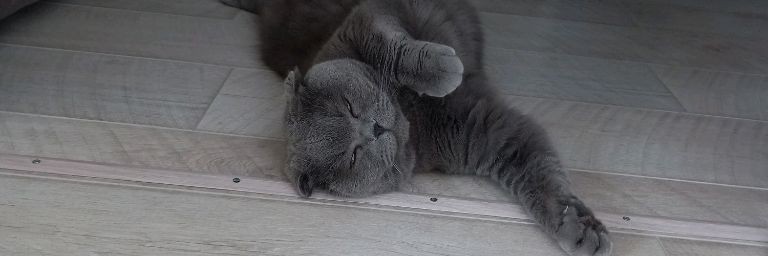 Жизнь Филина. Rutube