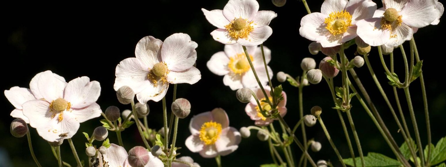 Качалков Дмитрий Валентинович