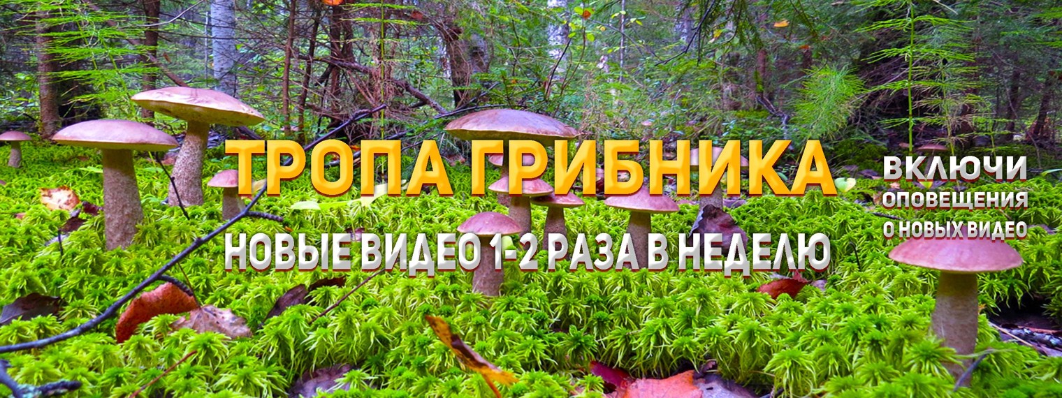 Тропа Грибника