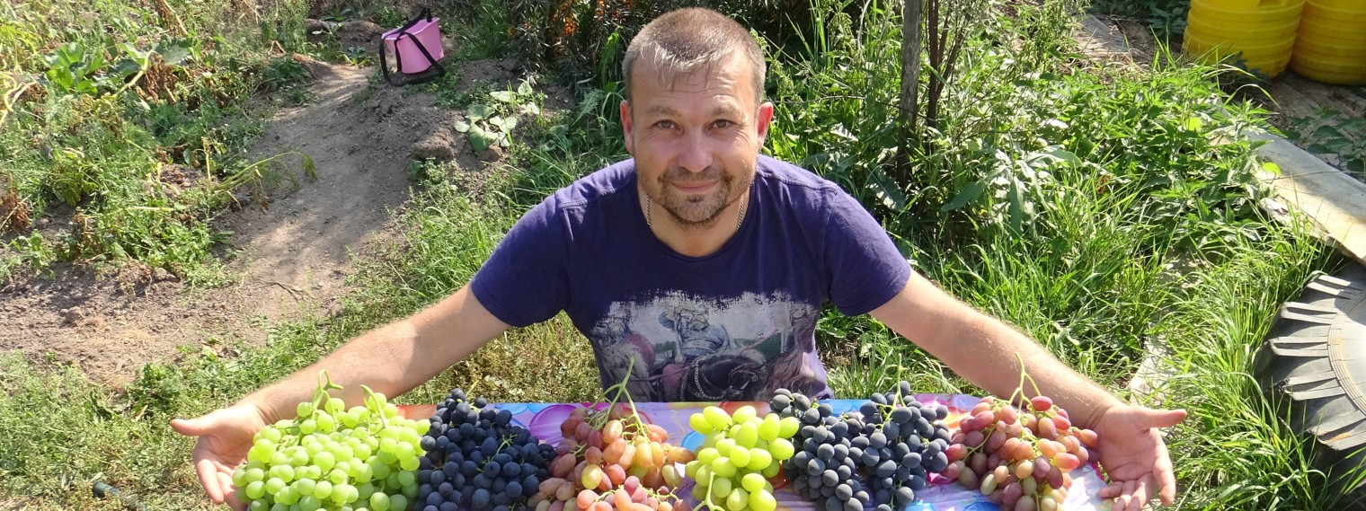 ХОББИ УРАЛЬЦА - ВИНОГРАД НА СЕВЕРЕ