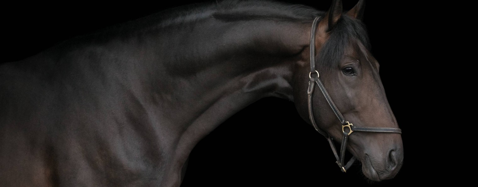 Конный клуб и конеферма Грифон