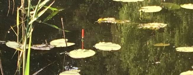 Рыбалка и природа Смоленского края