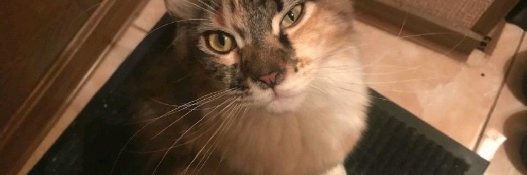 Nemo