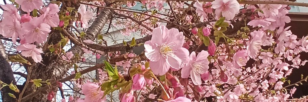 Которая готовит