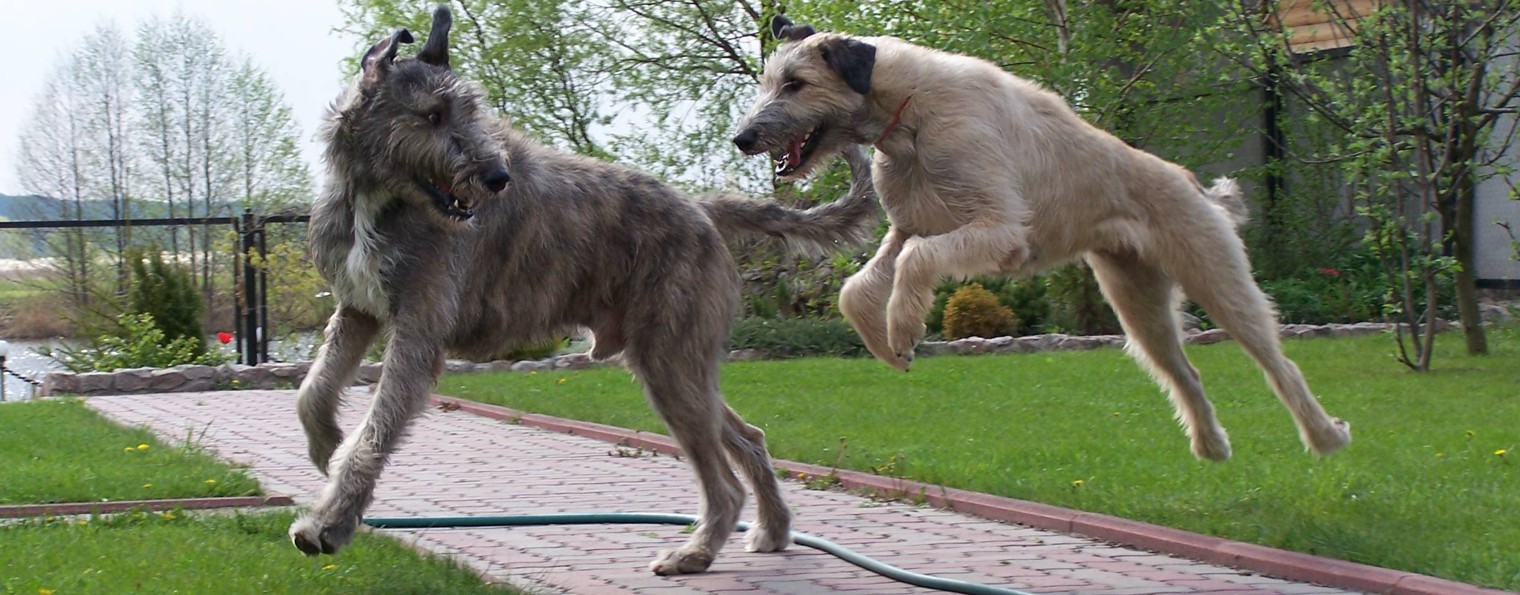 Ирландские собаки Из Волшебного Леса