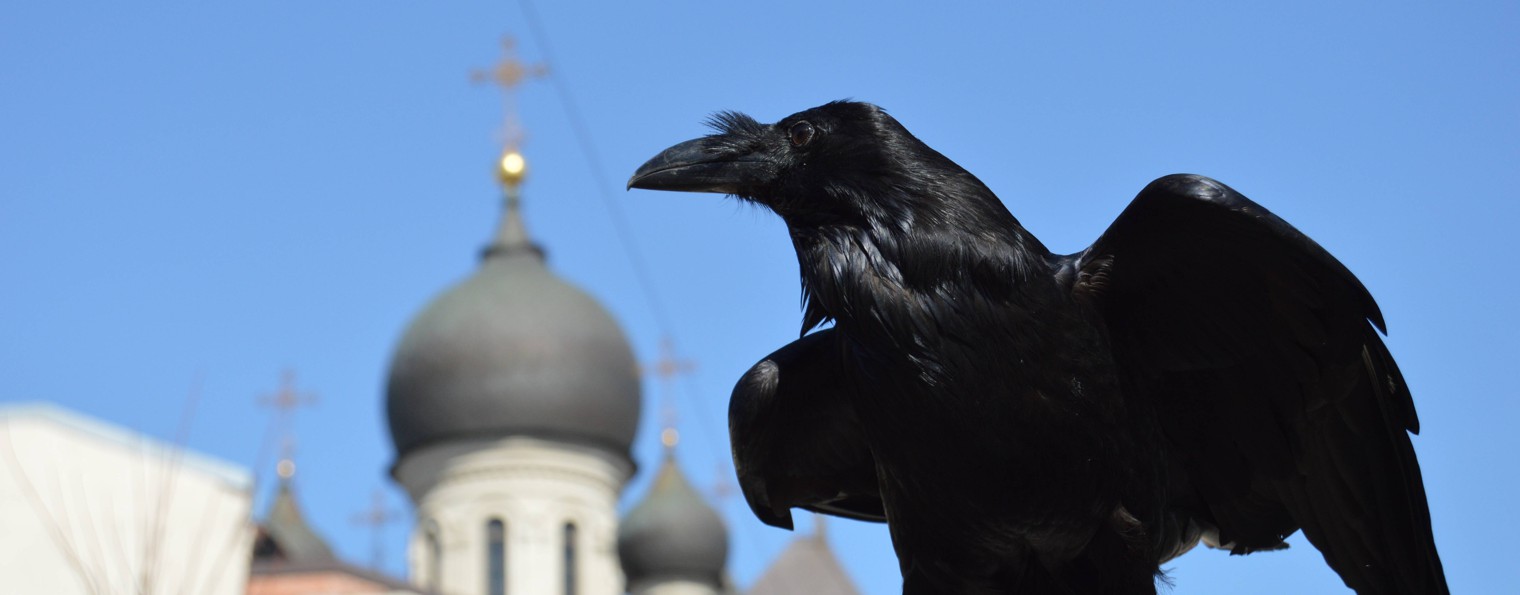 Пролетая над гнездом