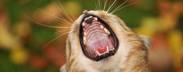 ЧТО ВИЖУ - О ТОМ И ПОЮ